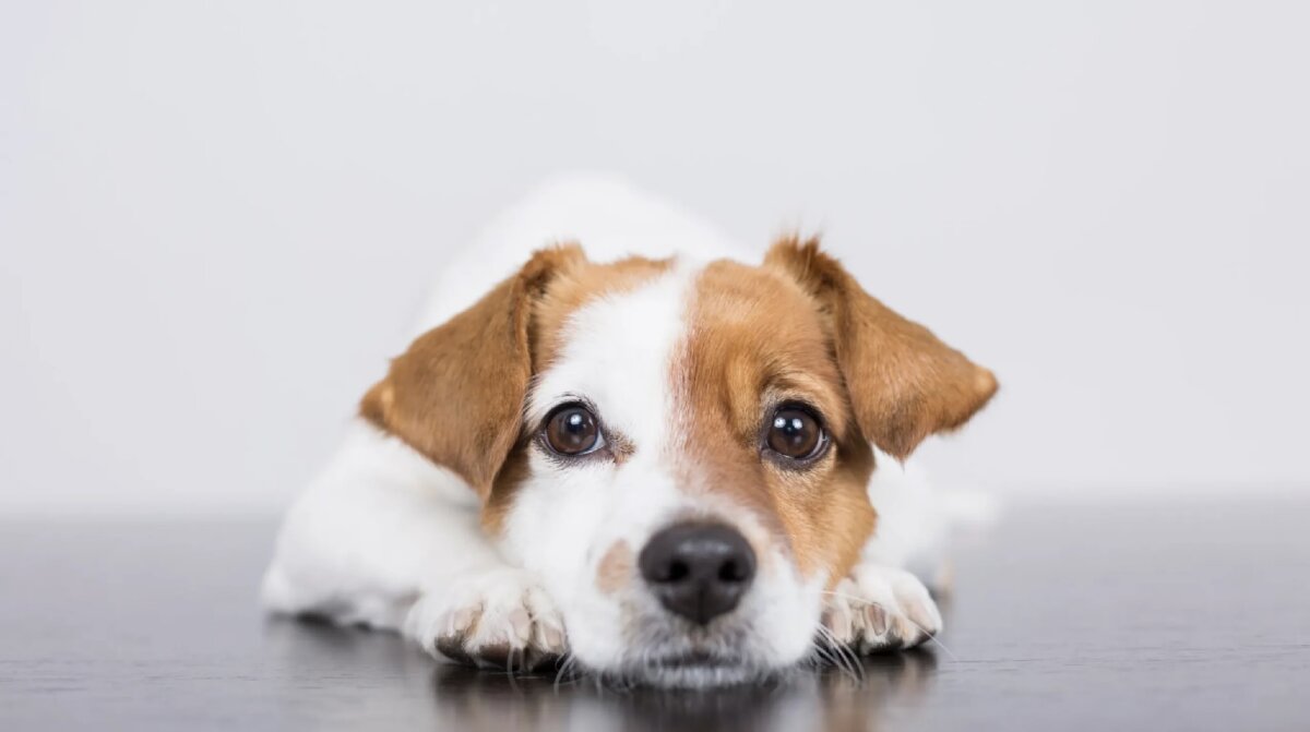 Estas 11 POSTURAS indican que tu perro está triste