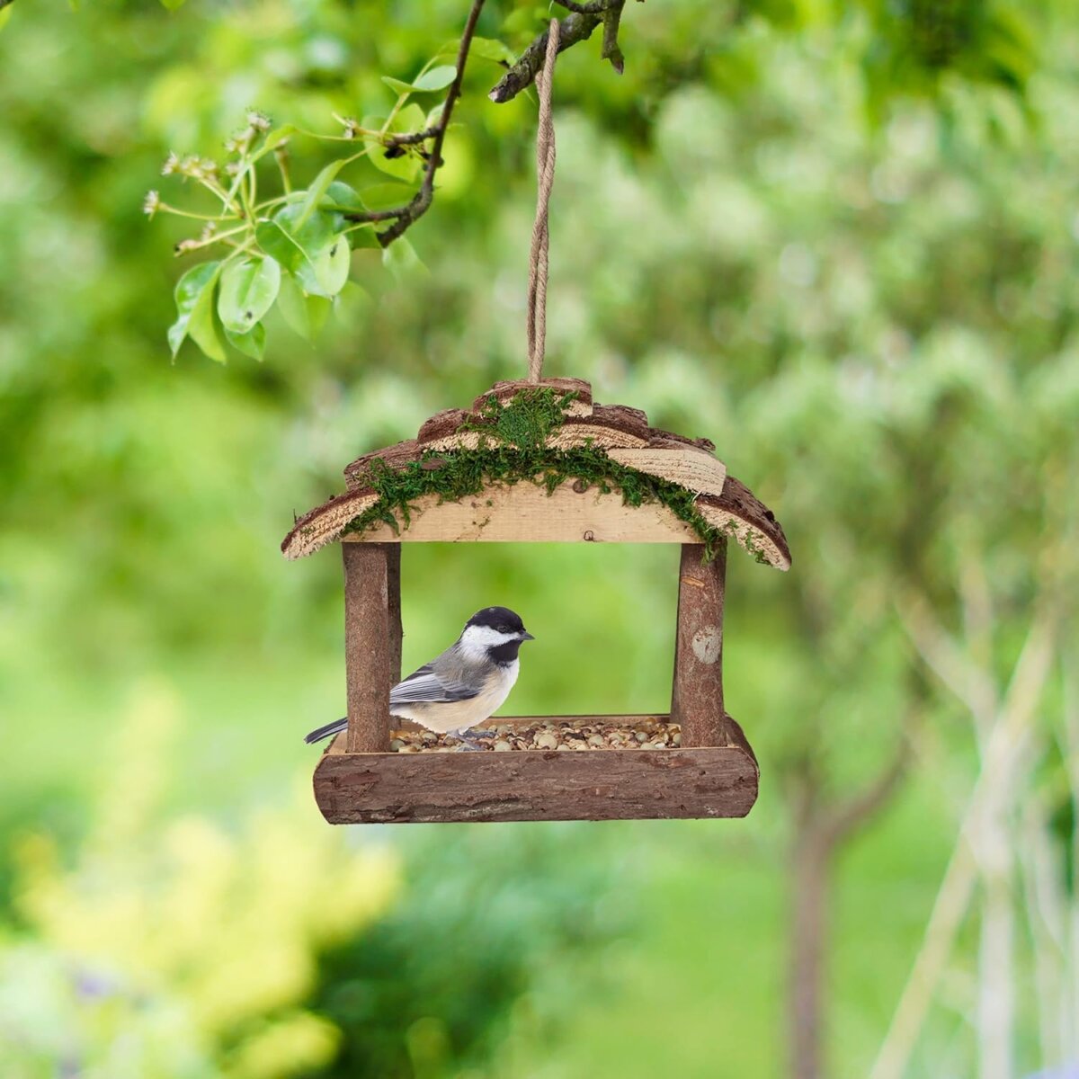 Los 35 mejores comederos para pájaros y aves - Mis animales