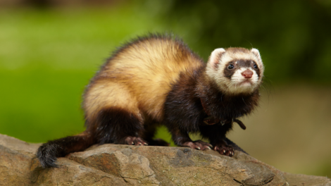 ¿Cuánto vive un hurón? Descubre su esperanza de vida - Mis animales