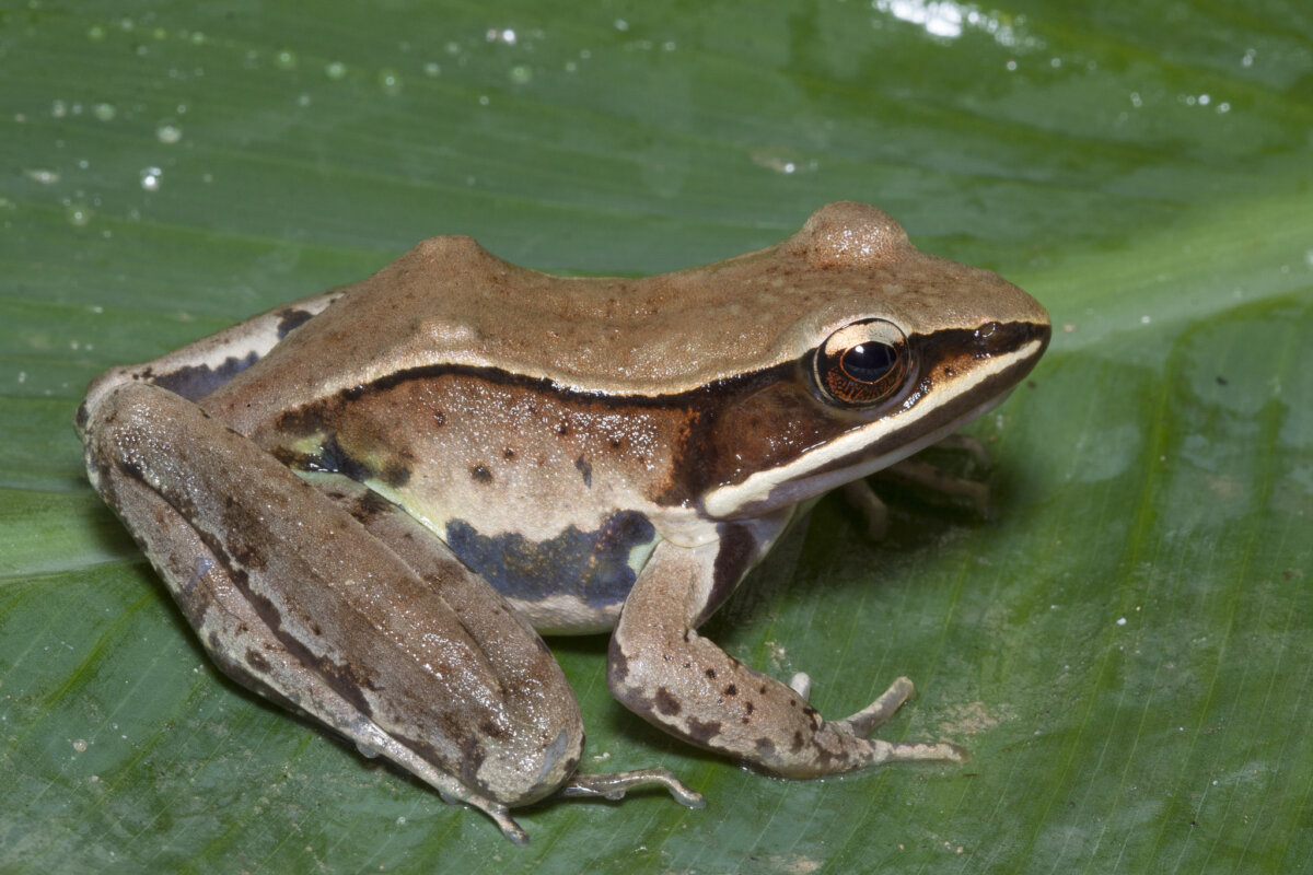 30 animales endémicos de México con sus características - Mis animales
