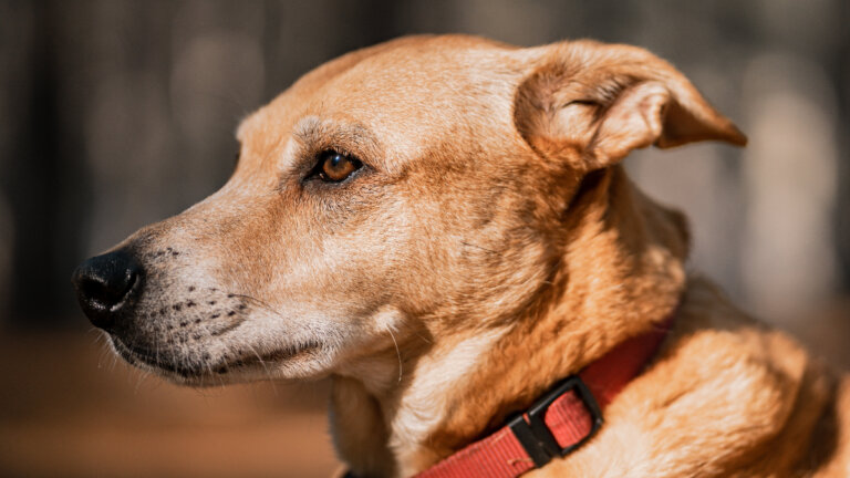 12 razas de perros salvajes que seguramente no conocías - Mis animales