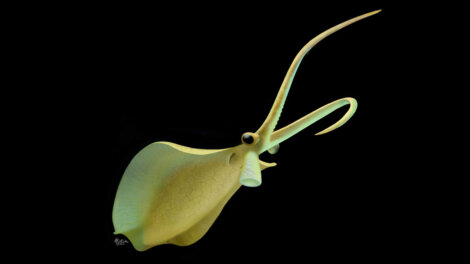 Animales prehistóricos vivos y extintos: ejemplos y características ...