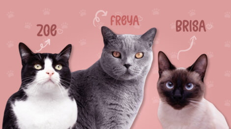 Nombres para gatas: 275 ideas originales y en tendencia - Mis animales