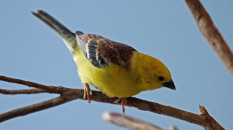 25 tipos de gorriones con sus características - Mis animales