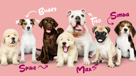 130 nombres de perros machos que debes conocer - Mis animales