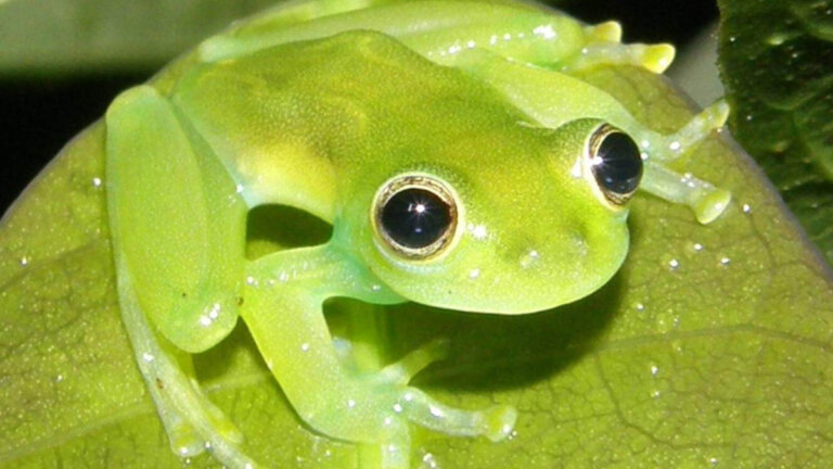 25 animales sin pelo, plumas o escamas - Mis animales