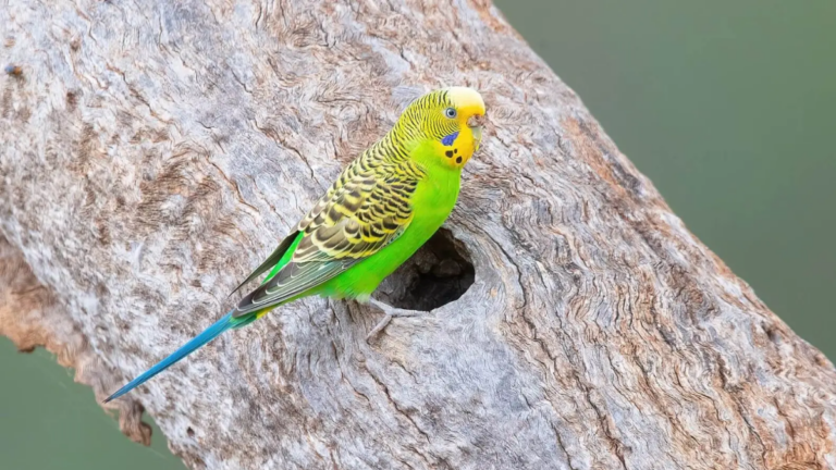 10 especies de loros que hablan y cómo enseñarles fácilmente - Mis animales