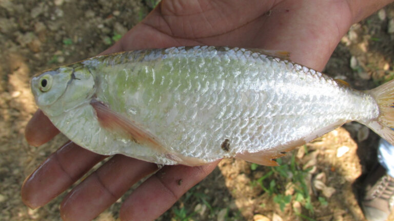 40 animales endémicos de Colombia con sus características - Mis animales