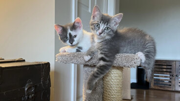 Gatos «tabby» o atigrados: características y curiosidades - Mis animales