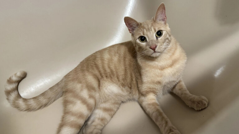 Gatos «tabby» o atigrados: características y curiosidades - Mis animales