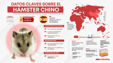 Hámster chino: características, cuidados y consejos - Mis animales