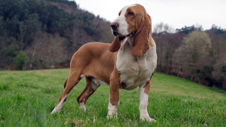 Las razas de perros de caza españoles más populares - Mis animales