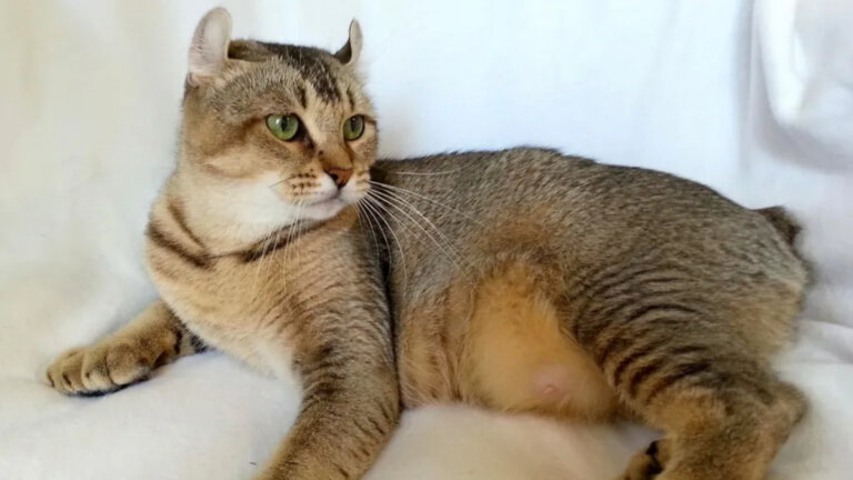 10 razas de gatos sin cola: nombres y características - Mis animales