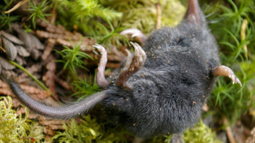 Diferencias entre topo, tuza y ratones de campo - Mis animales