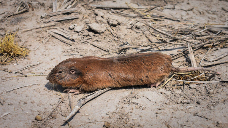 Diferencias entre topo, tuza y ratones de campo - Mis animales