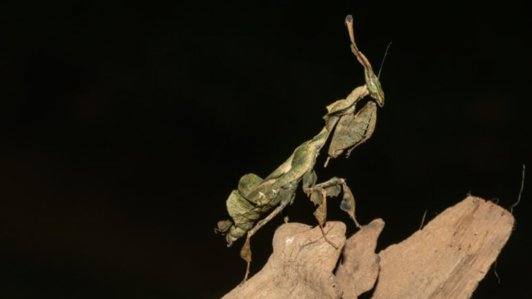 Tipos de mantis: clasificación, características y hábitat - Mis animales