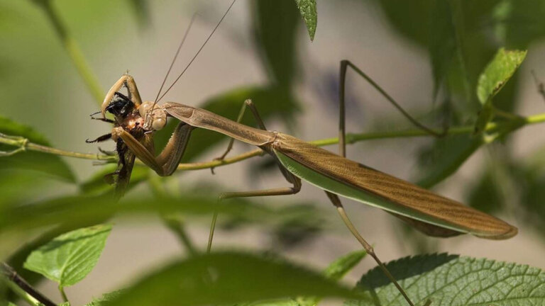 Tipos de mantis: clasificación, características y hábitat - Mis animales
