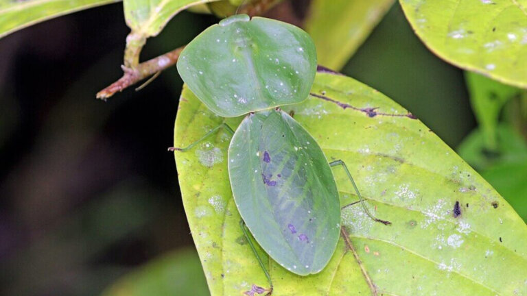 Tipos de mantis: clasificación, características y hábitat - Mis animales
