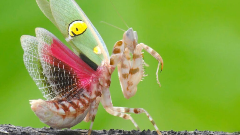 Tipos de mantis: clasificación, características y hábitat - Mis animales