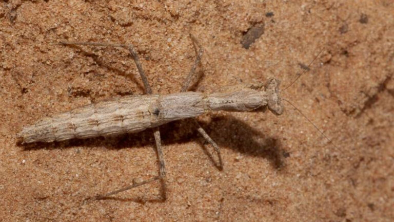 Tipos de mantis: clasificación, características y hábitat - Mis animales